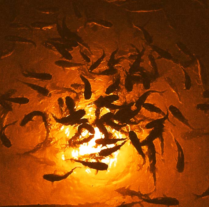 Underwater Dock Lights | Underwater Fish Lights - Incredible Underwater ...
