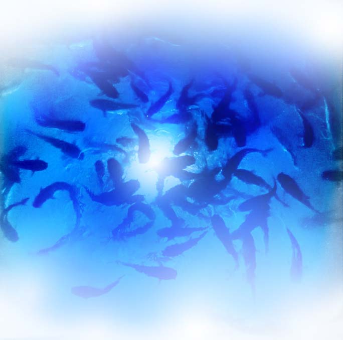 Underwater Dock Lights | Underwater Fish Lights - Incredible Underwater ...