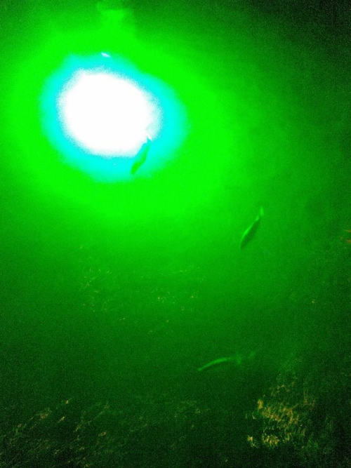 How Our Underwater LED Lights Save More Than Just Money - Incredible ...